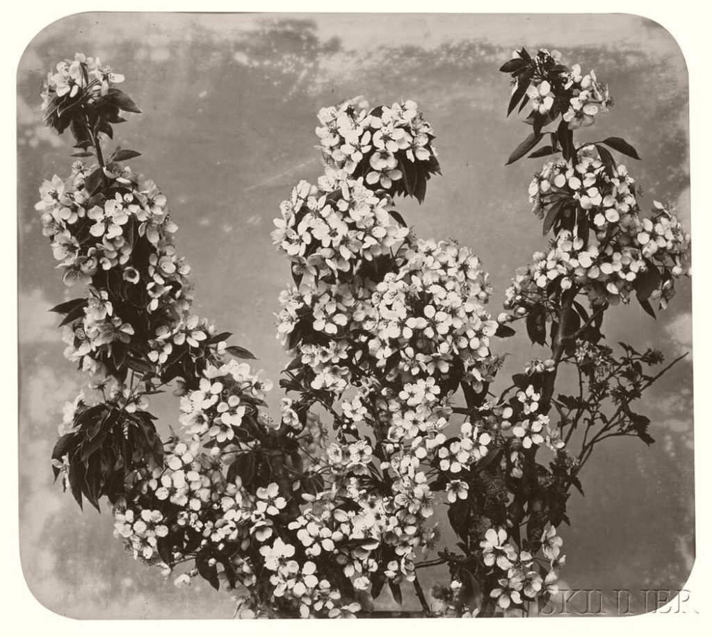 Adolphe Braun: A European Photography Business and the 19th-Century ...
