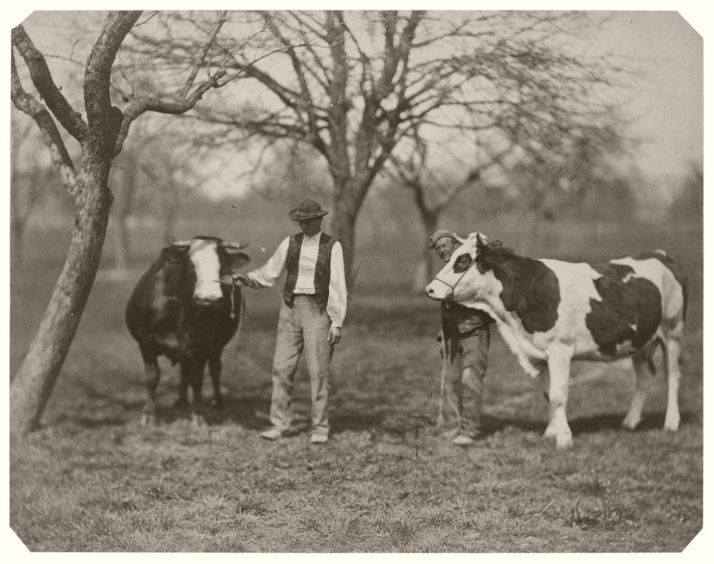 Adolphe Braun: A European Photography Business and the 19th-Century ...